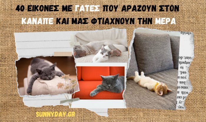 40 Εικόνες με γάτες που αράζουν στον καναπέ και μας φτιάχνουν την μέρα ...